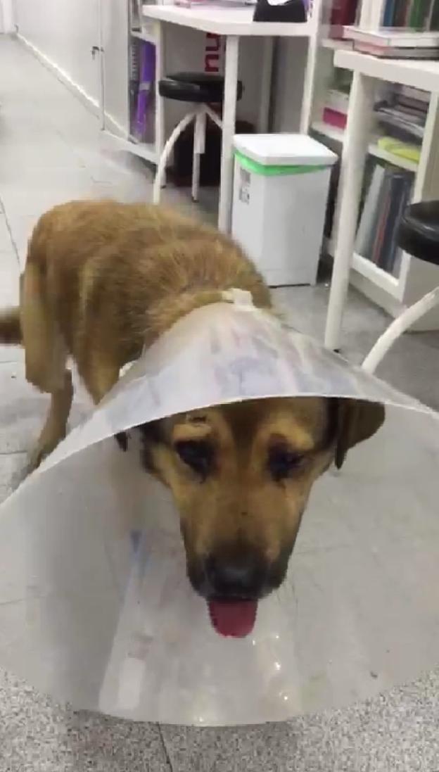 'Nicolás', el perro apaleado en La Manjoya, ya se pone en pie | El Comercio