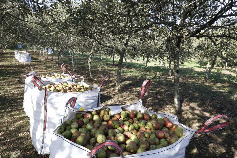 Fotos: Cosecha récord de manzana en Asturias | El Comercio