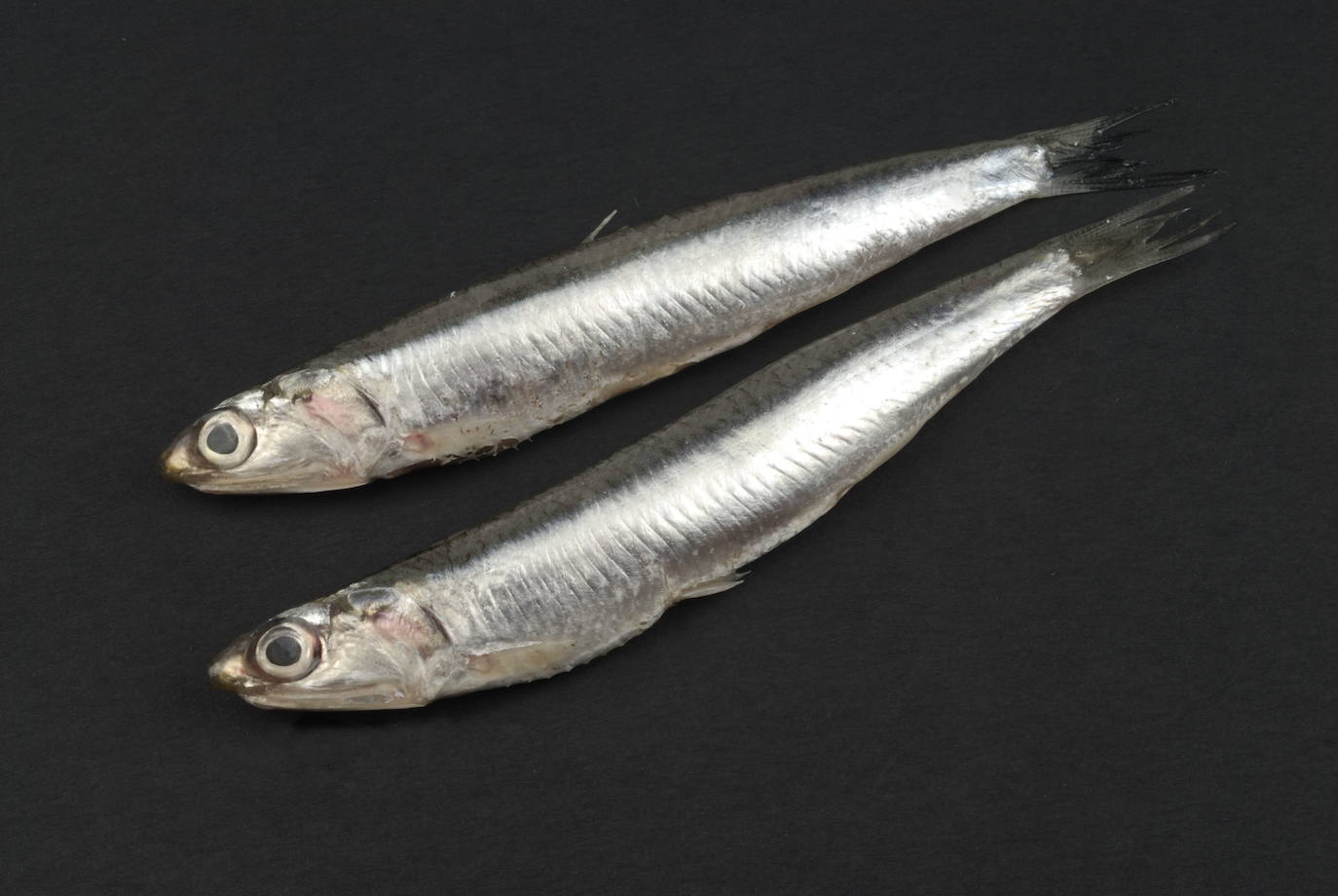 Beneficios y propiedades del bocarte | El Comercio