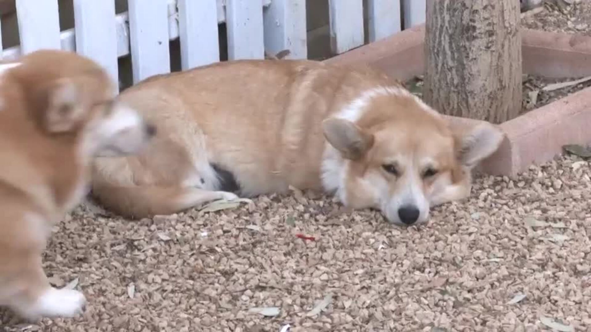Corgi es la raza de perro del momento tras ponerlo de moda la reina de ... Corgi es la raza de perro del momento tras ponerlo de moda la reina de ...