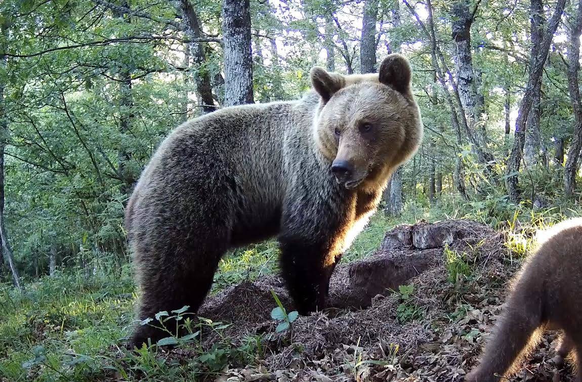La expansión del oso alcanza ya el Valle del Trubia | El Comercio