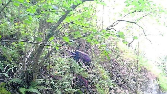 Aparece otro venado muerto en la Ruta del Alba atacado por el lobo | El ...