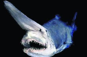 Luarca tendrá un tiburón duende | El Comercio